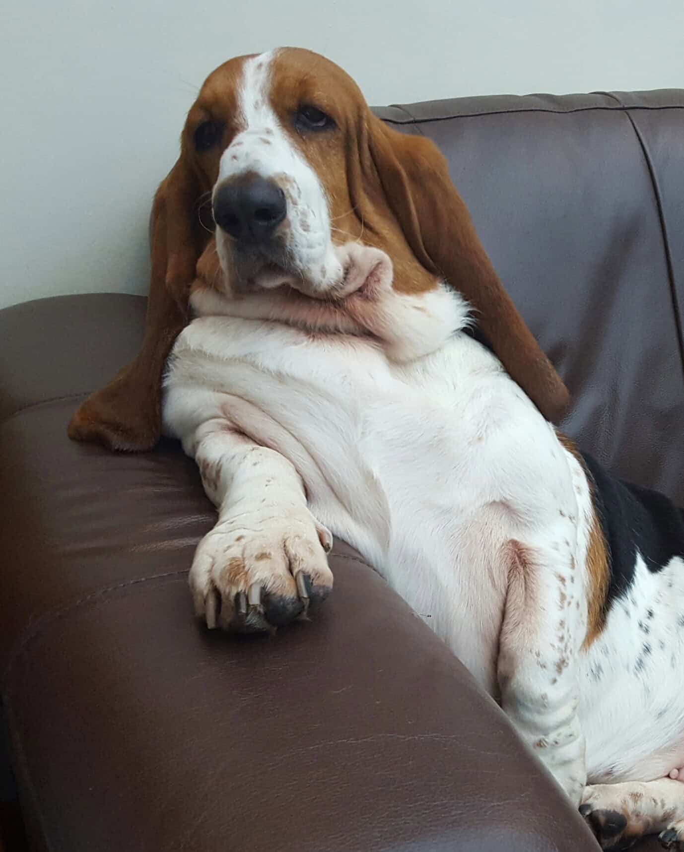 Why Basset Hounds? - Furry Dogmother
